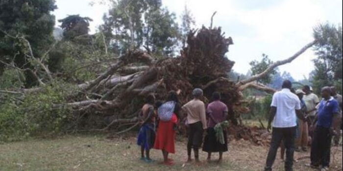 Mugumo Tree Falls And Bursts Into Flames Ke